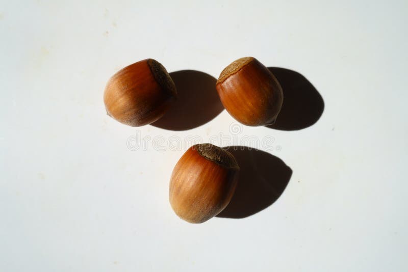 Close View of 3 Fully Ripe Unpeeled Hazelnuts Stock Photo - Image of ...
