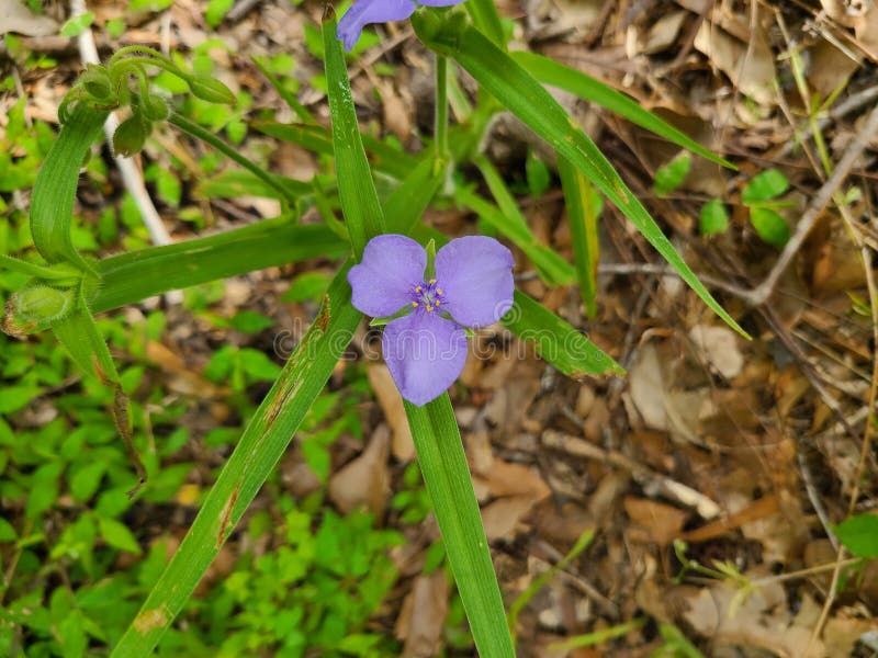 Close View of Three Petal Blue Flower Emerging from the Grass Stock ...