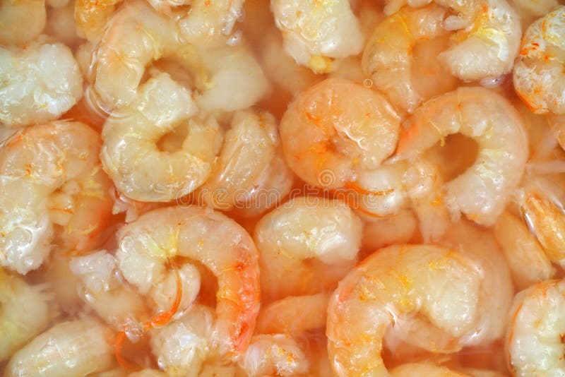 Close view of tiny shrimp stock photo. Image of cooked - 19896880