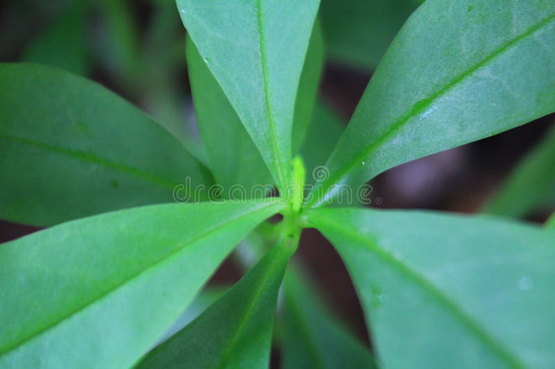Close View of Top of Ginseng Leaf Photo Stock Image - Image of fertile ...