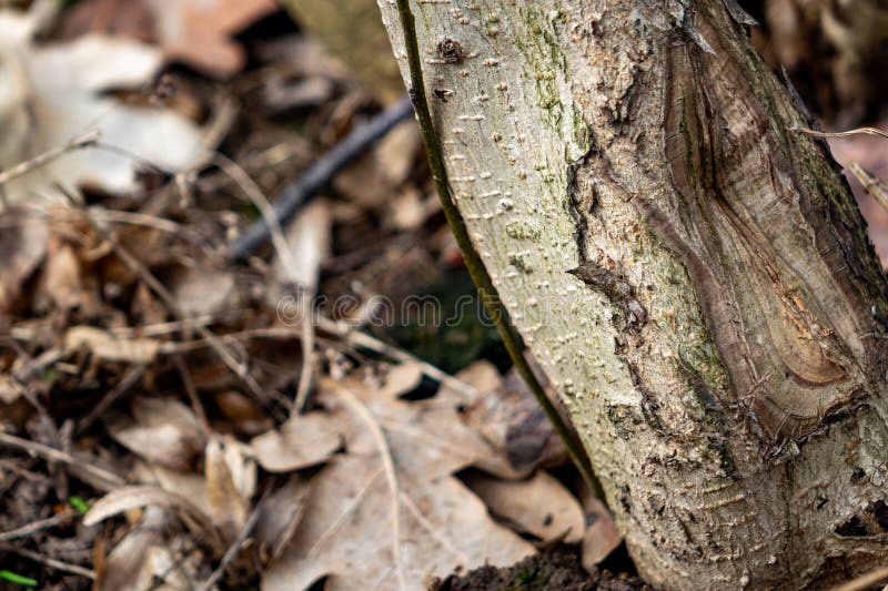 Close View of Tree Bark Amid Fallen Leaves in Early Spring Stock Photo ...