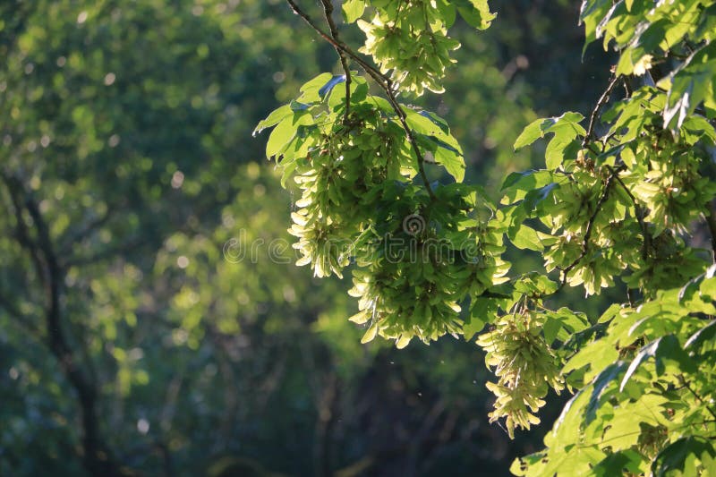 Leaf Cluster in Rain Forest Stock Photo - Image of thick, detail: 149117186