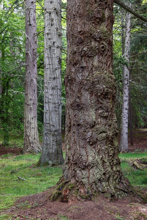 Close View of Tree with Uniquely Textured Trunk in the Foreground ...