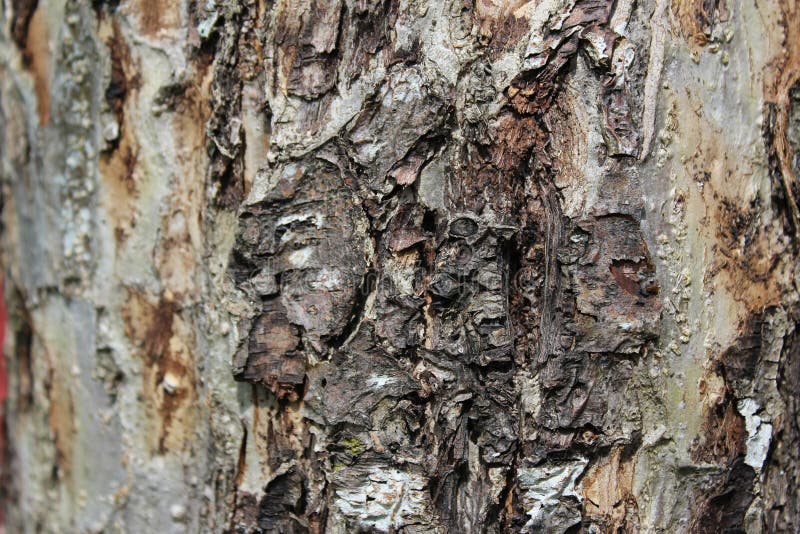 Apple tree bark - close up stock photo. Image of landscape - 245125938