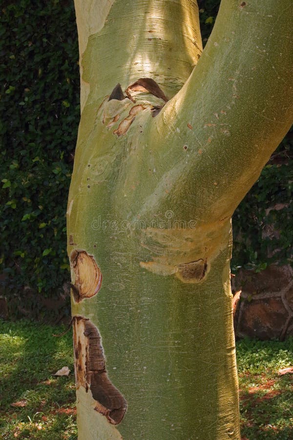 CLOSE VIEW of TRUNK and BARK of YELLOW FEVER TREE TREE Stock Image ...