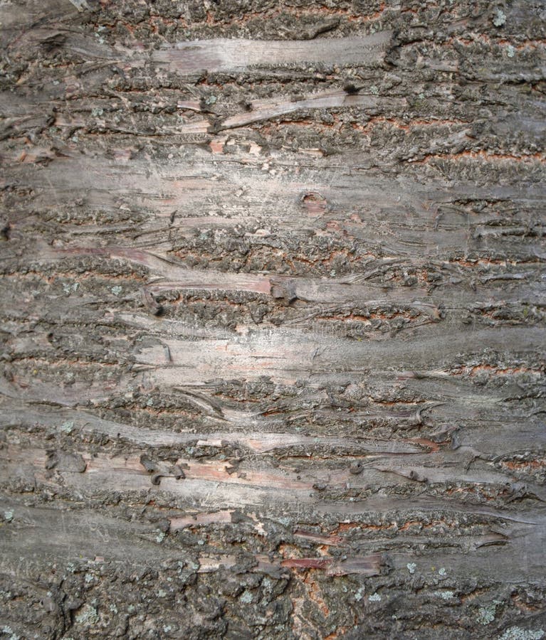 Trunk of old cherry tree stock photo. Image of cover - 178255026