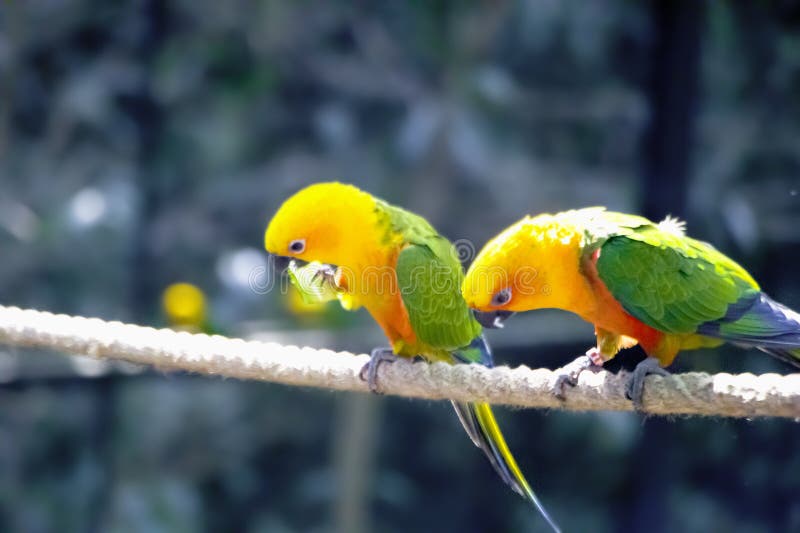 A Close View of Two Parakeets. Stock Image - Image of bird, eyes: 326486071