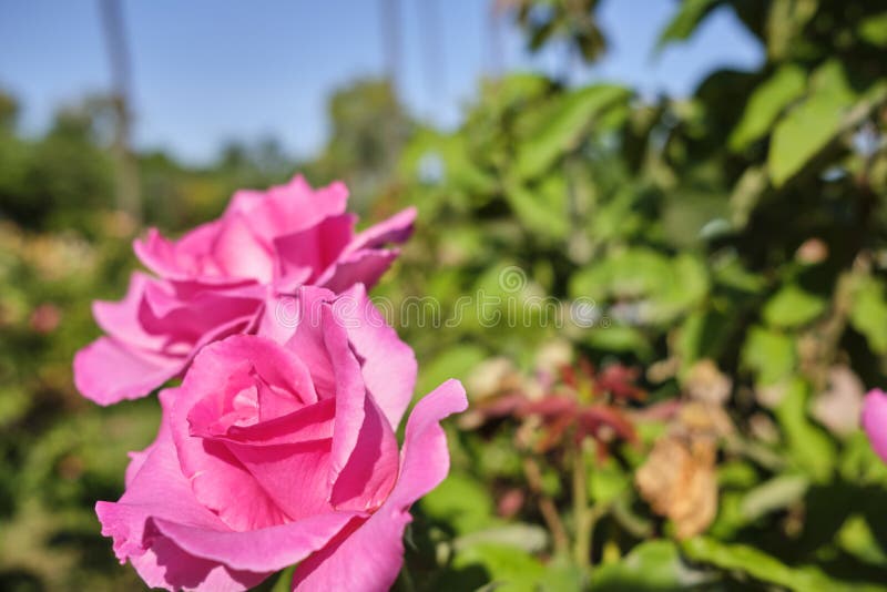 Pink Roses in the Left with Green Blurred Background Stock Photo ...