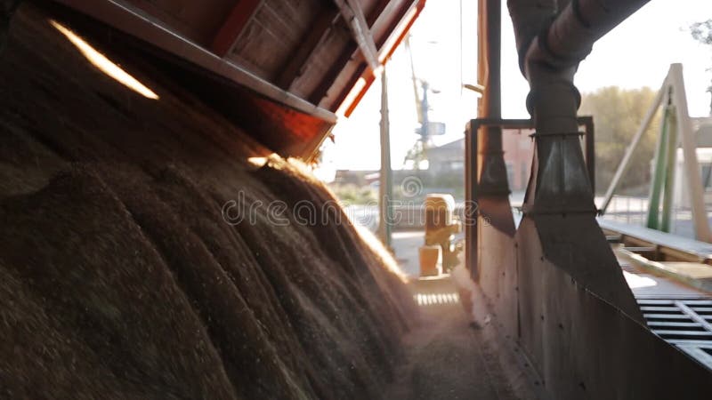 Close View of Unloading Grain Trucks at Elevator on Elevating Hydraulic ...