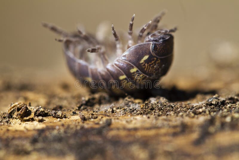 Pill bug stock photo. Image of exoskeleton, macro, pill - 105943064