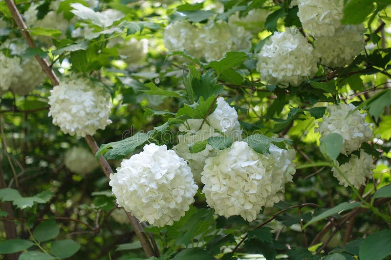 Close View Viburnum Opulus Roseum Stock Photos - Free & Royalty-Free ...