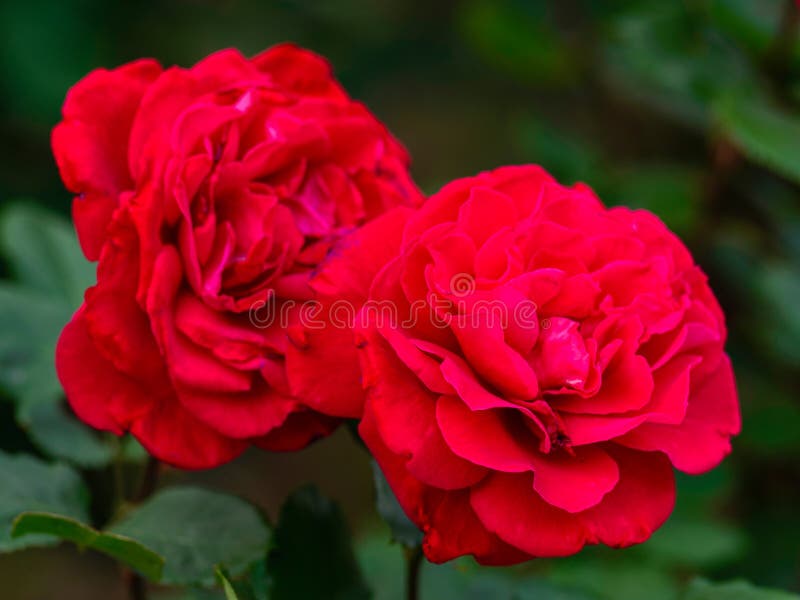 Close View of Victor Hugo Red Rose Stock Image - Image of japan, fresh ...