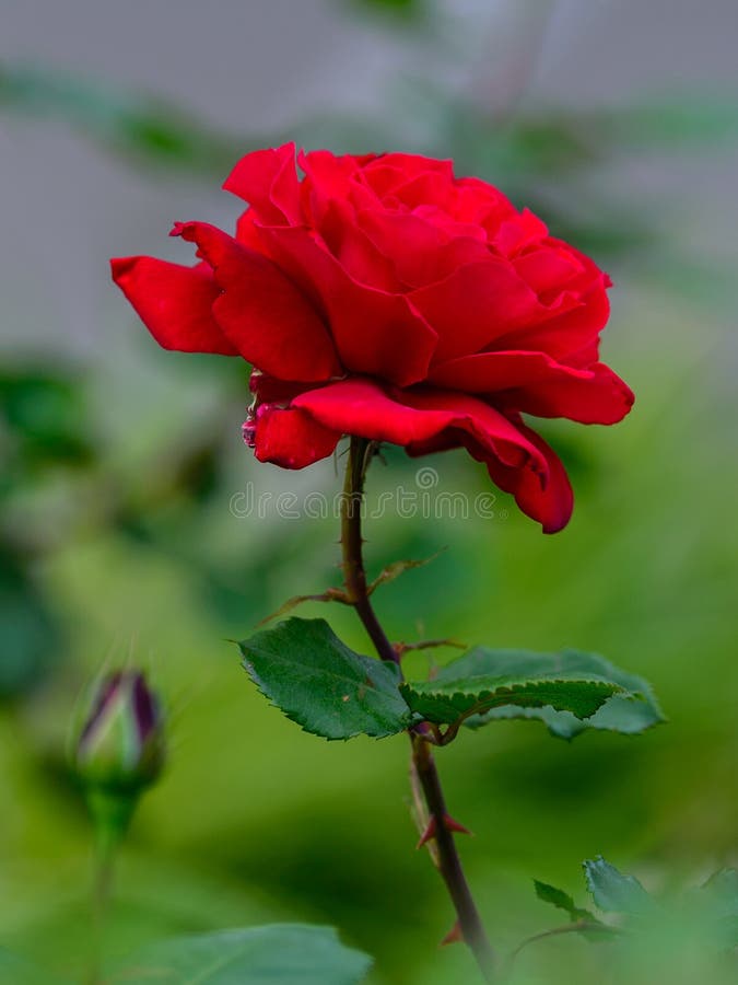 Close View of Victor Hugo Red Rose Stock Photo - Image of japan, blue ...