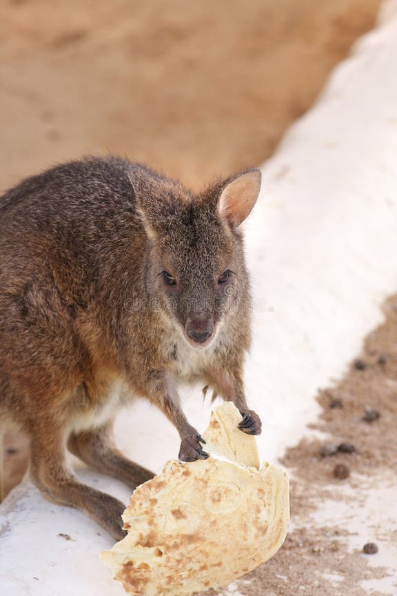 Close View of Wallaroo Eating Food Stock Photo - Image of chordata ...