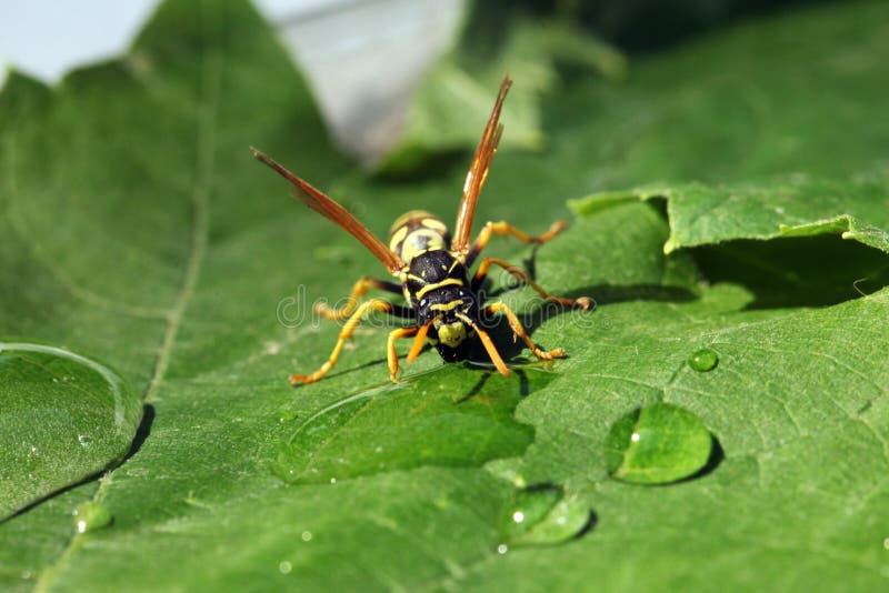 Wasp stock image. Image of outdoor, sharp, macro, fall - 127612873