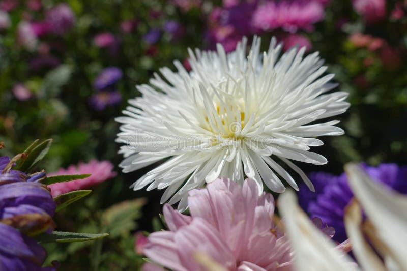 Close View of White Flower of China Aster Stock Image - Image of florescence, flower: 298029339