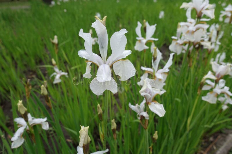 Close View of White Flower of Siberian Iris Stock Image - Image of ...