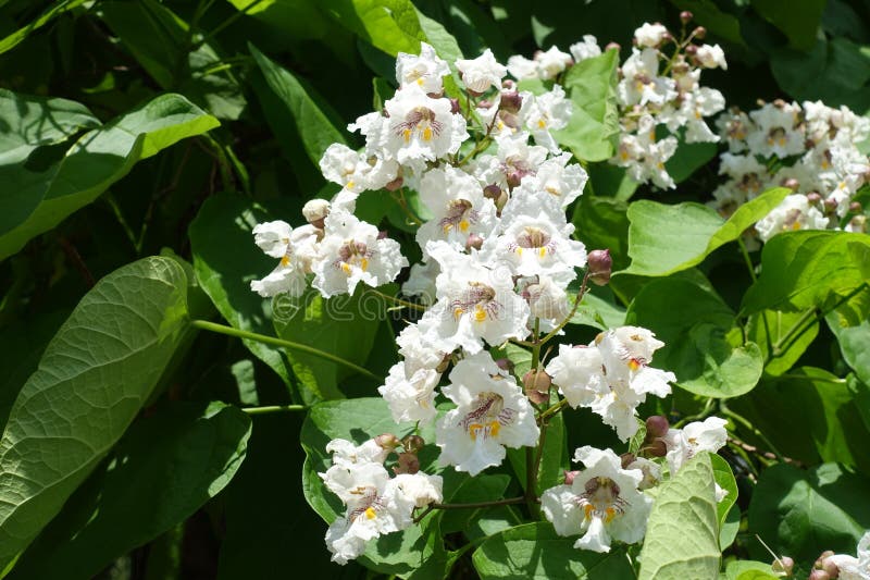 Close View White Flowers Catalpa Bignonioides Tree June Stock Photos ...