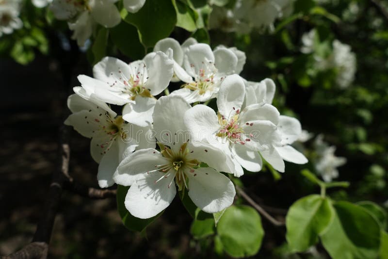 Flowers of Pear Tree in Sunny Spring Day Stock Image - Image of green ...