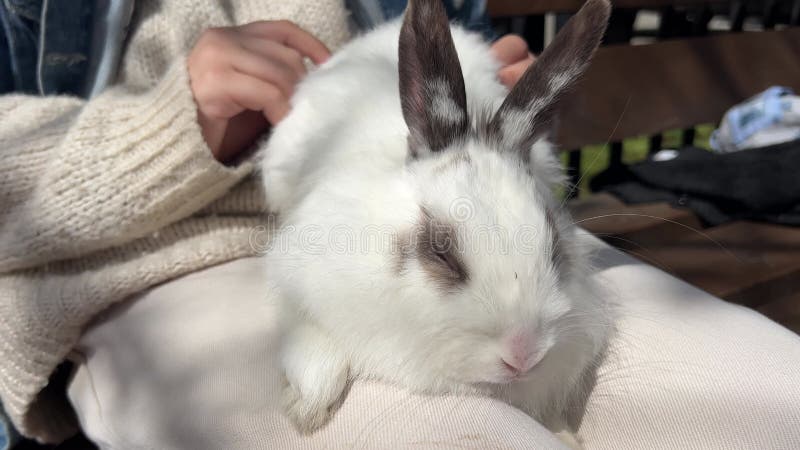 A Close View of White Rabbit. Hands Stock Video - Video of ears, child ...