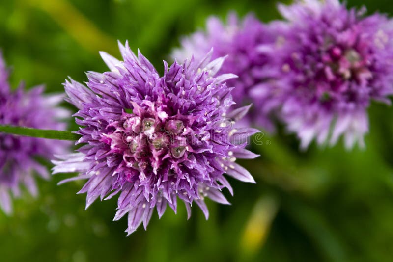 Close View of Wild Purple Flowers in the Forest Stock Image - Image of ...