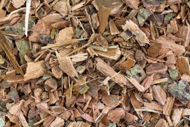 Close View of Witch Hazel Bark Stock Photo - Image of virginiana, flora ...