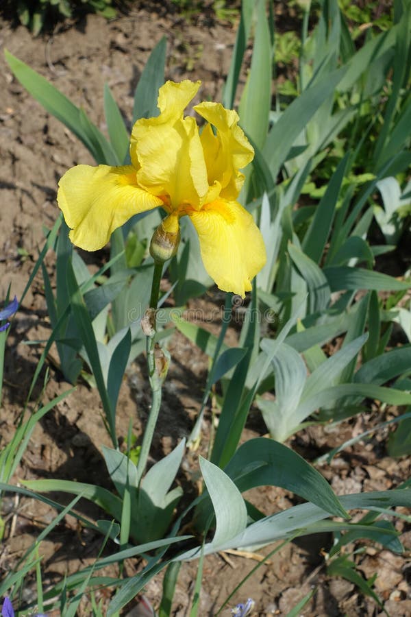 Close View of Yellow Flower of German Iris Stock Photo - Image of beard ...
