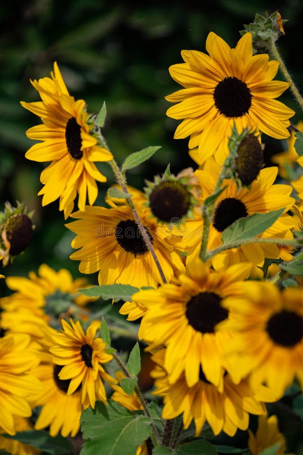 Yellow sunflowers stock photo. Image of camomile, bloom - 235306502