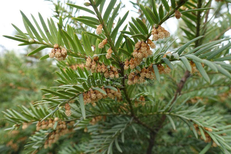 A Lot of Male Cones on Branches of Yew Against Blue Sky in April Stock ...