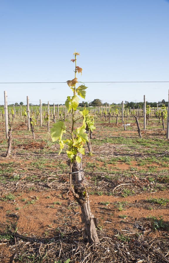 Close View of Young Grafted Vine. Stock Image - Image of rows, vineyard ...