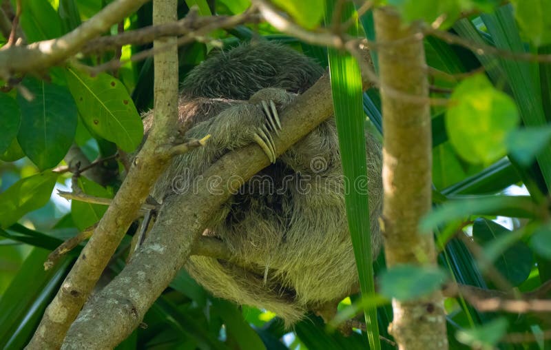 Close View of a Young Three-toed Sloth a Sleep in a Tree Stock Photo ...