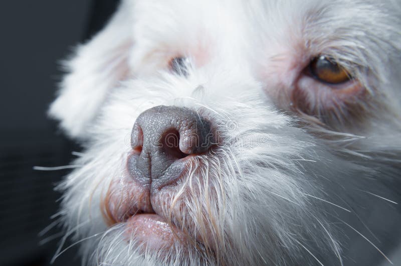 Lhasa Apso Dog Holding a Flower in His Mouth, Showing His Teeth in a ...