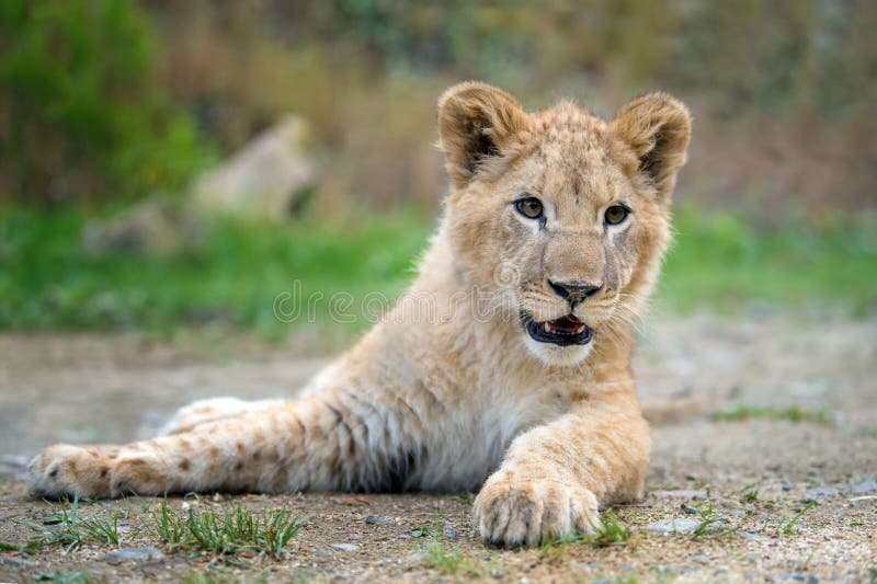 Young lion cub in the wild stock image. Image of african - 121909961