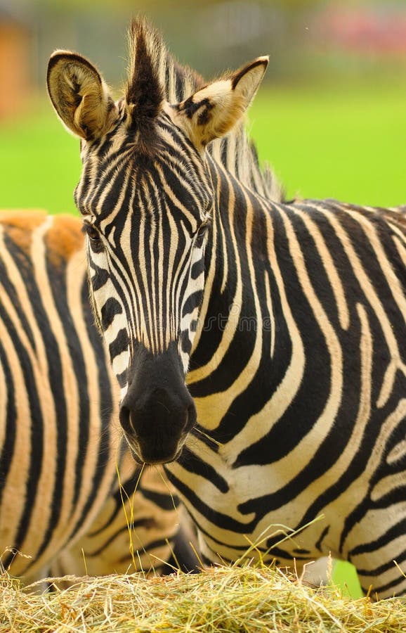 Close-up Zebra Crossing in City Stock Photo - Image of zebra, place ...