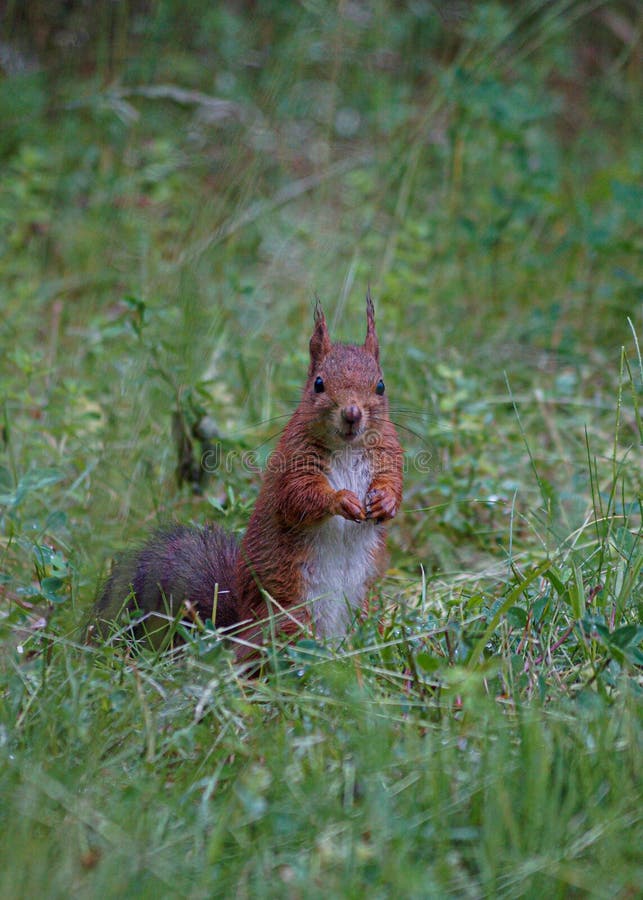 Closea Up of Squirrel on Grass during Summer Stock Image - Image of ...