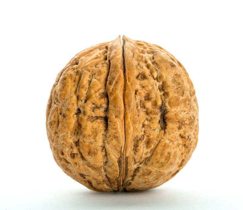 Closed big walnut stock image. Image of cracked, shell - 52006377