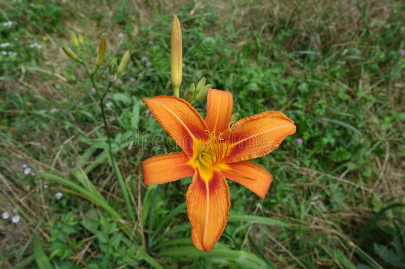 Closed Bud and One Orange Flower of Hemerocallis Fulva Stock Image ...
