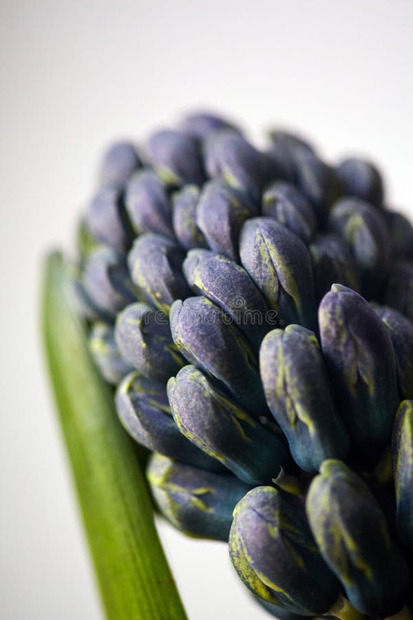 Closed Buds of Blue Hyacinth Isolated on White Background. Growing ...