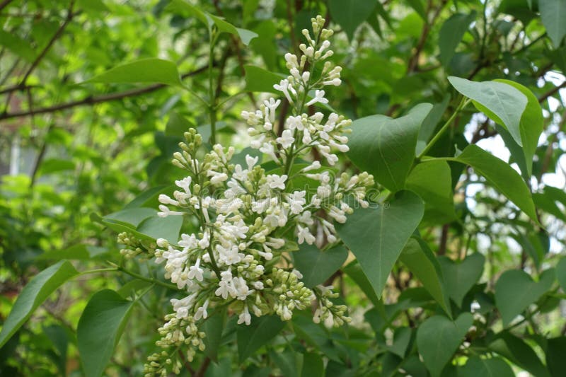 Closed Buds and Half Open White Flowers of Lilac in May Stock Photo ...