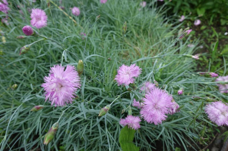 Closed Buds and Pink Double Flowers of Dianthus in June Stock Photo ...