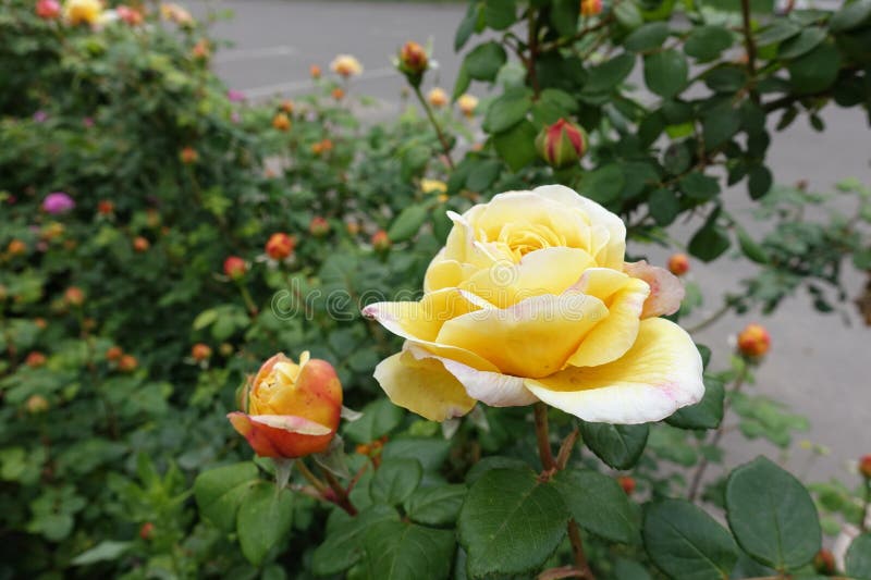 Closed Buds and Light Yellow Flower of Rose Stock Image - Image of rose ...