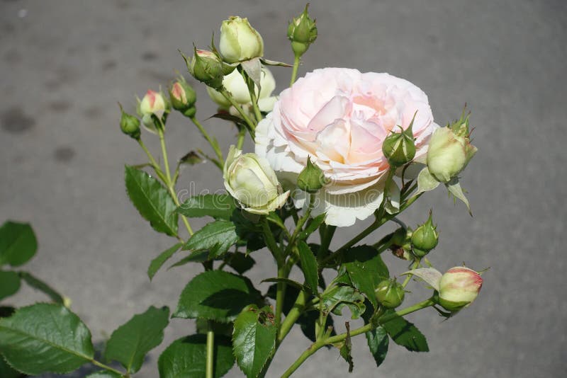 Closed Buds and Opened Light Pink Flower of Rose Stock Image - Image of ...