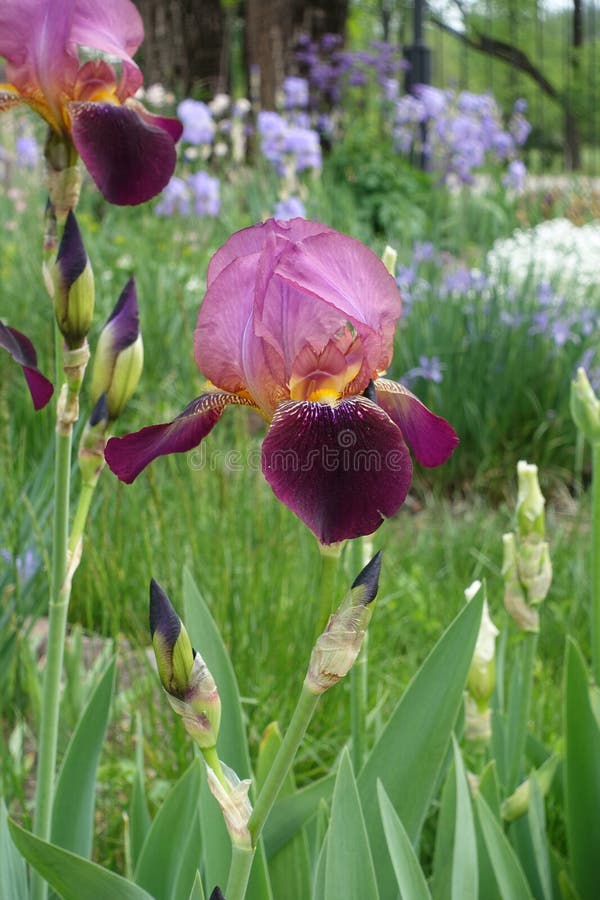 Purple Bicolor Bearded Iris Stock Photos - Free & Royalty-Free Stock ...