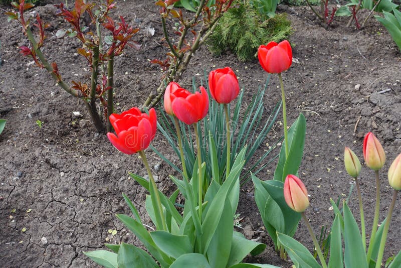 Closed Buds and Red Flowers of Tulips in April Stock Photo - Image of ...