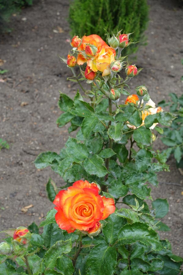 Closed Buds and Red and Yellow Flowers of Roses in June Stock Photo ...