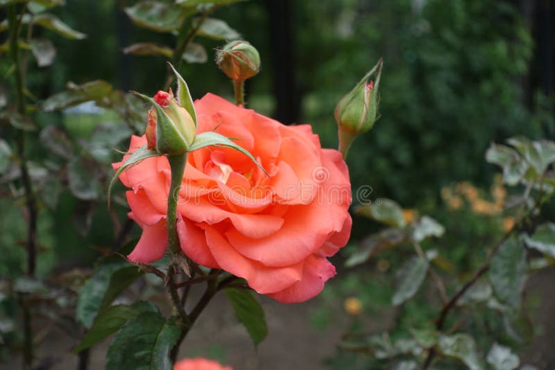 Closed Buds and Salmon Pink Flower of Rose in June Stock Image - Image ...
