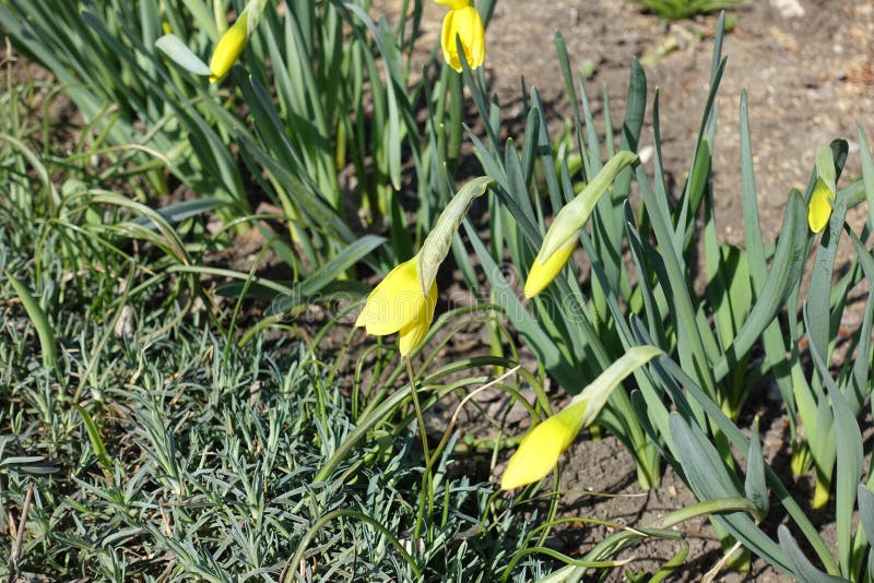 Closed Buds of Yellow Common Daffodils in March Stock Photo - Image of ...