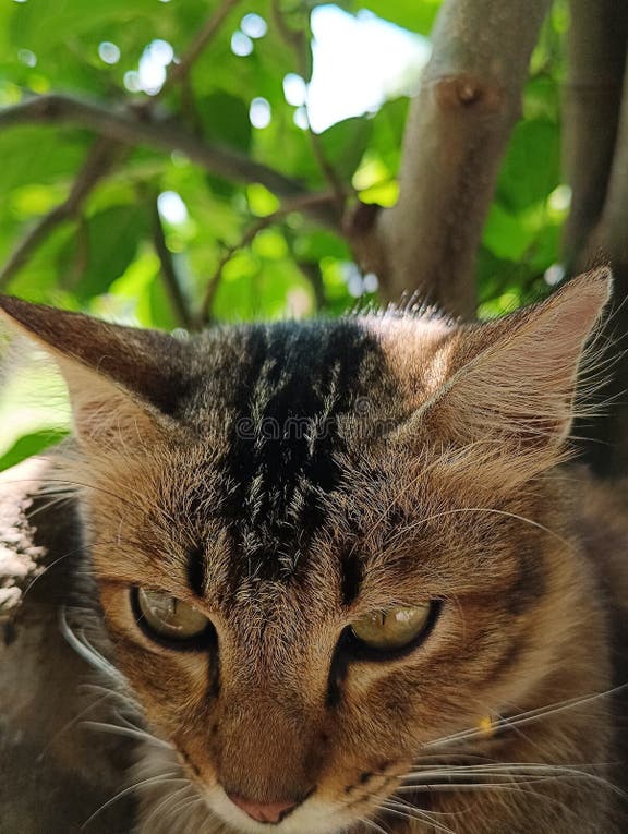 Closed cats under plans stock photo. Image of snout - 307009212