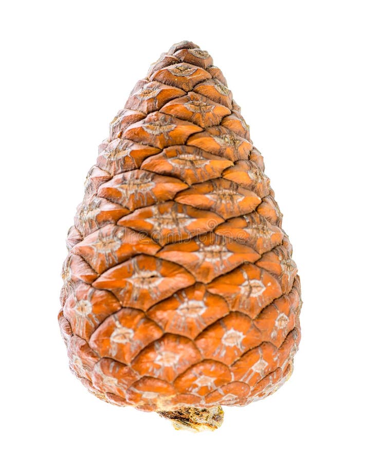 Cedar Pine Cone Closed is Isolated on White Stock Image - Image of ...