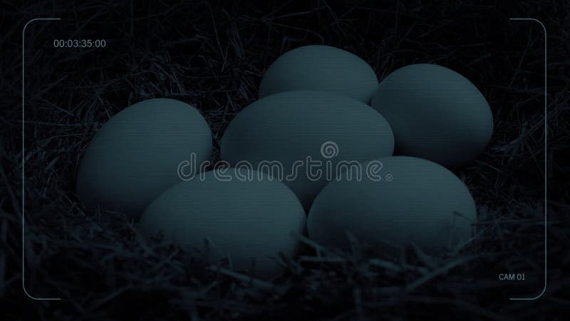 Closed Circuit Feed of Eggs in Nest at Night Stock Video - Video of ...